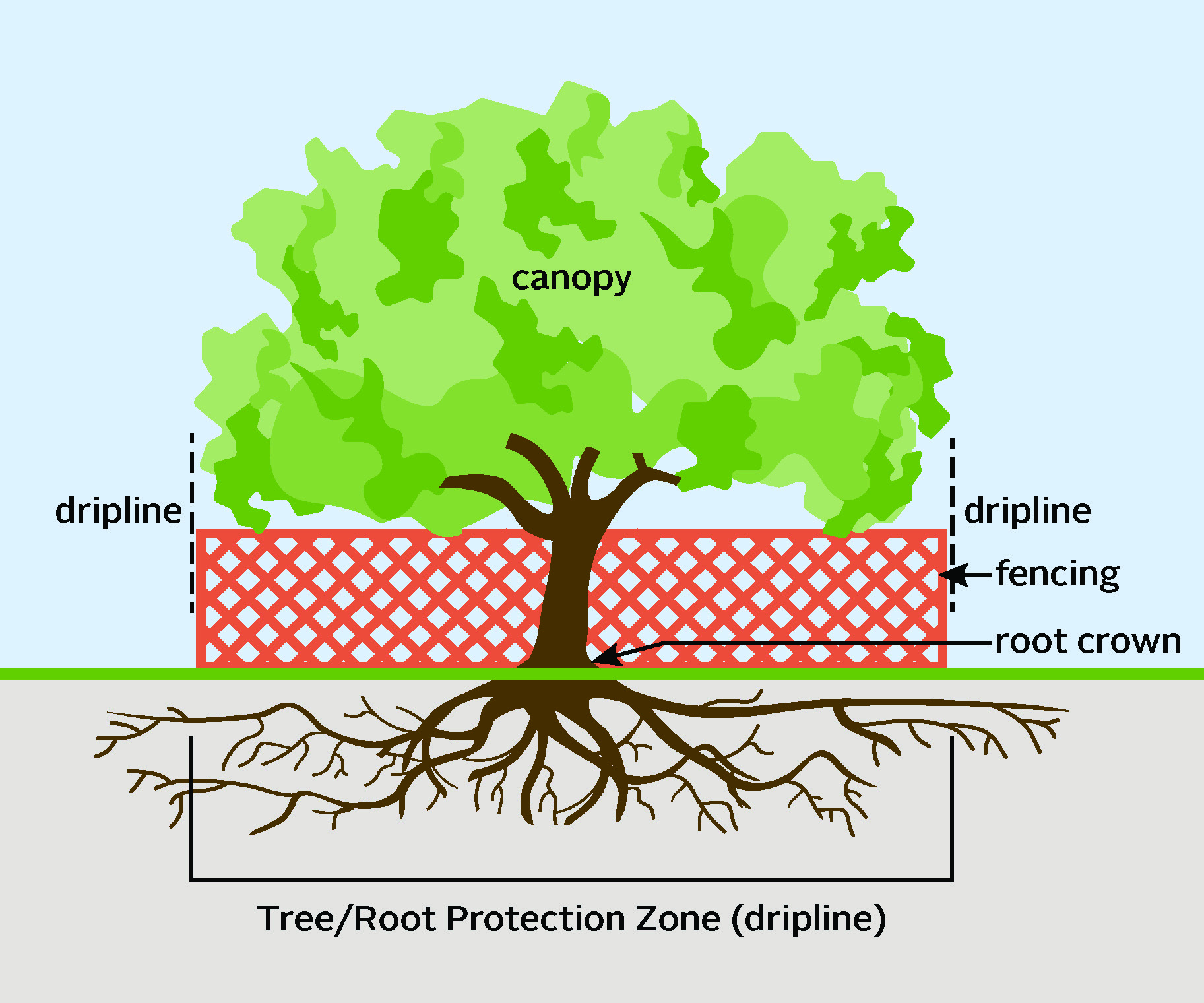 Tree Protection | Construction | Halifax